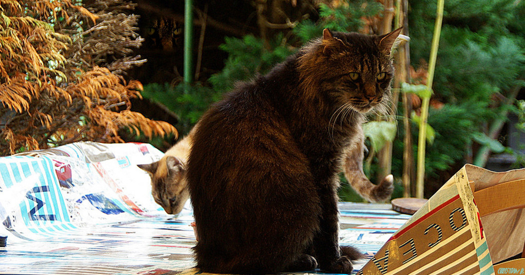 Tête à queue... photo et image | nature, animaux, chats Images ...