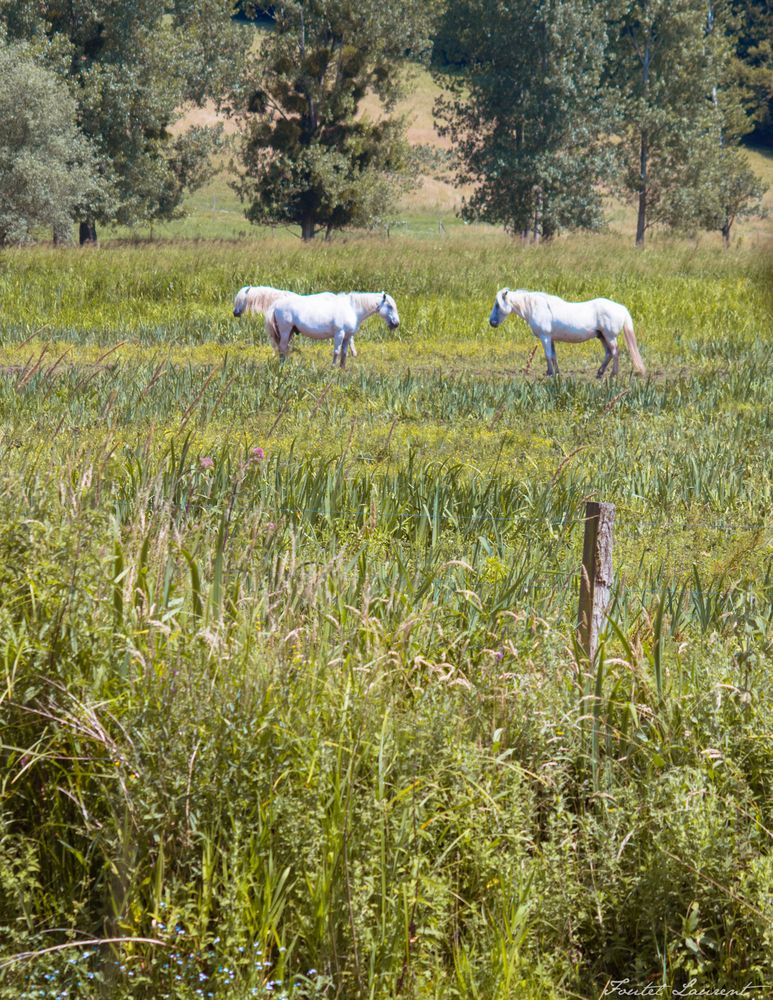 Tête à tête à queue photo et image | animaux, animaux domestiques, les ...