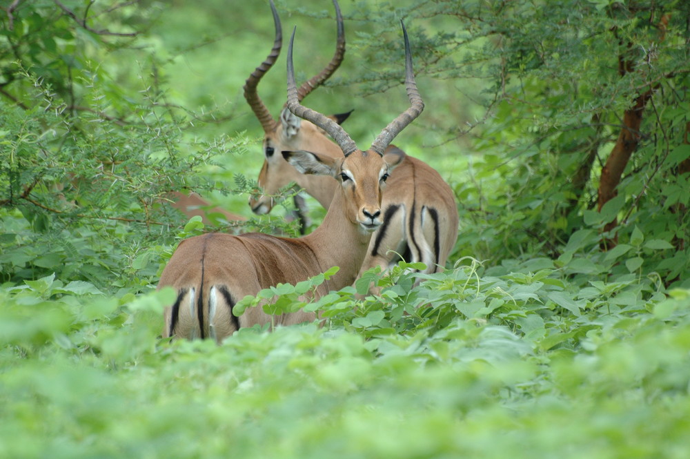 Tête à tête avec des Cobs de Buffon du Sénégal photo et image | animaux ...