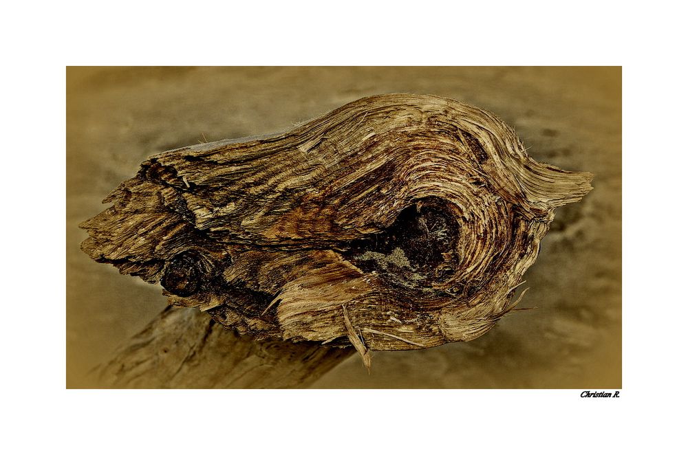 Tête de noeud... photo et image | visions artistiques, sujets Images ...