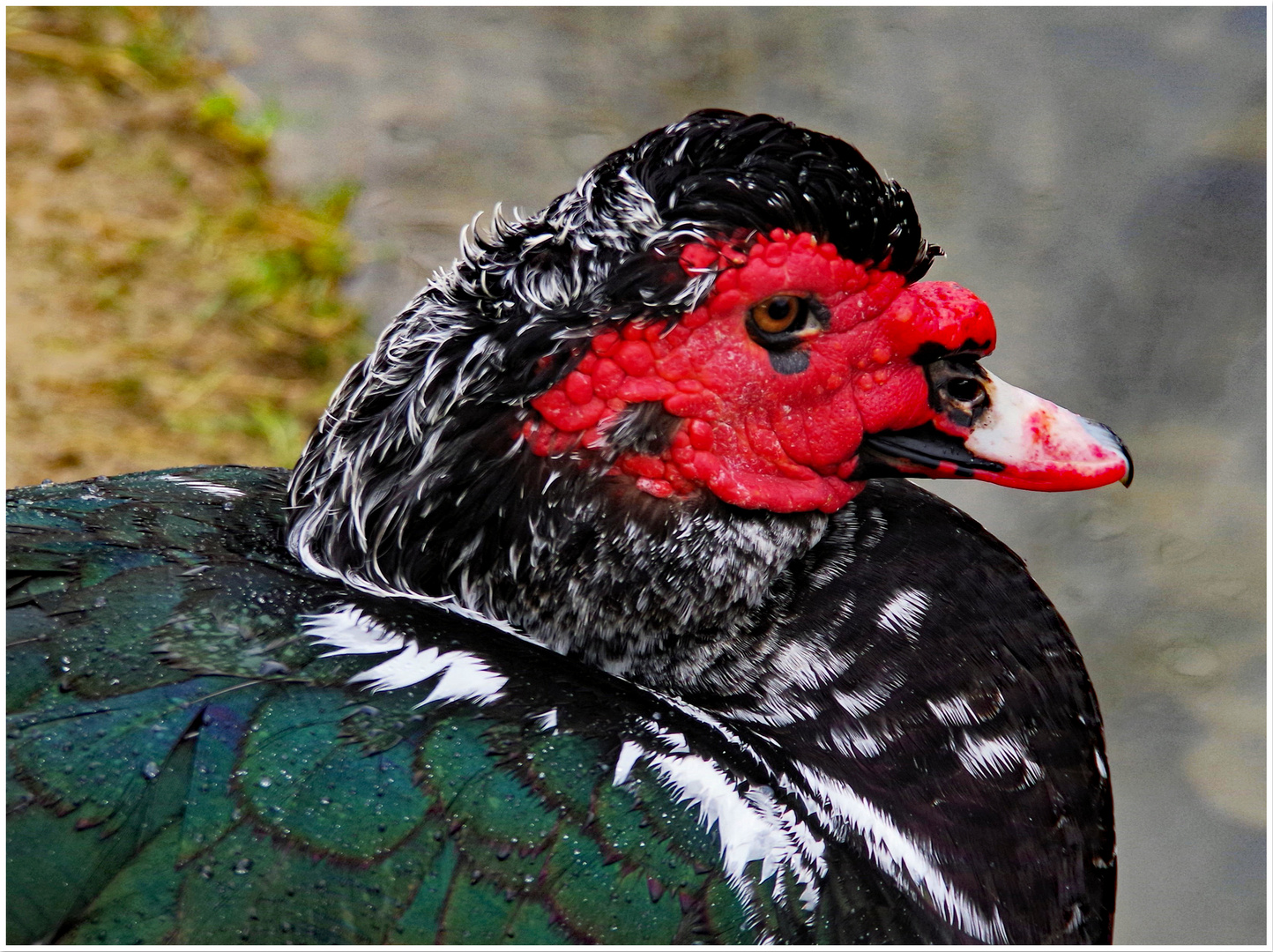 tu me trouves beau ? je rougis de confusion .... Foto % Immagini| italy ...