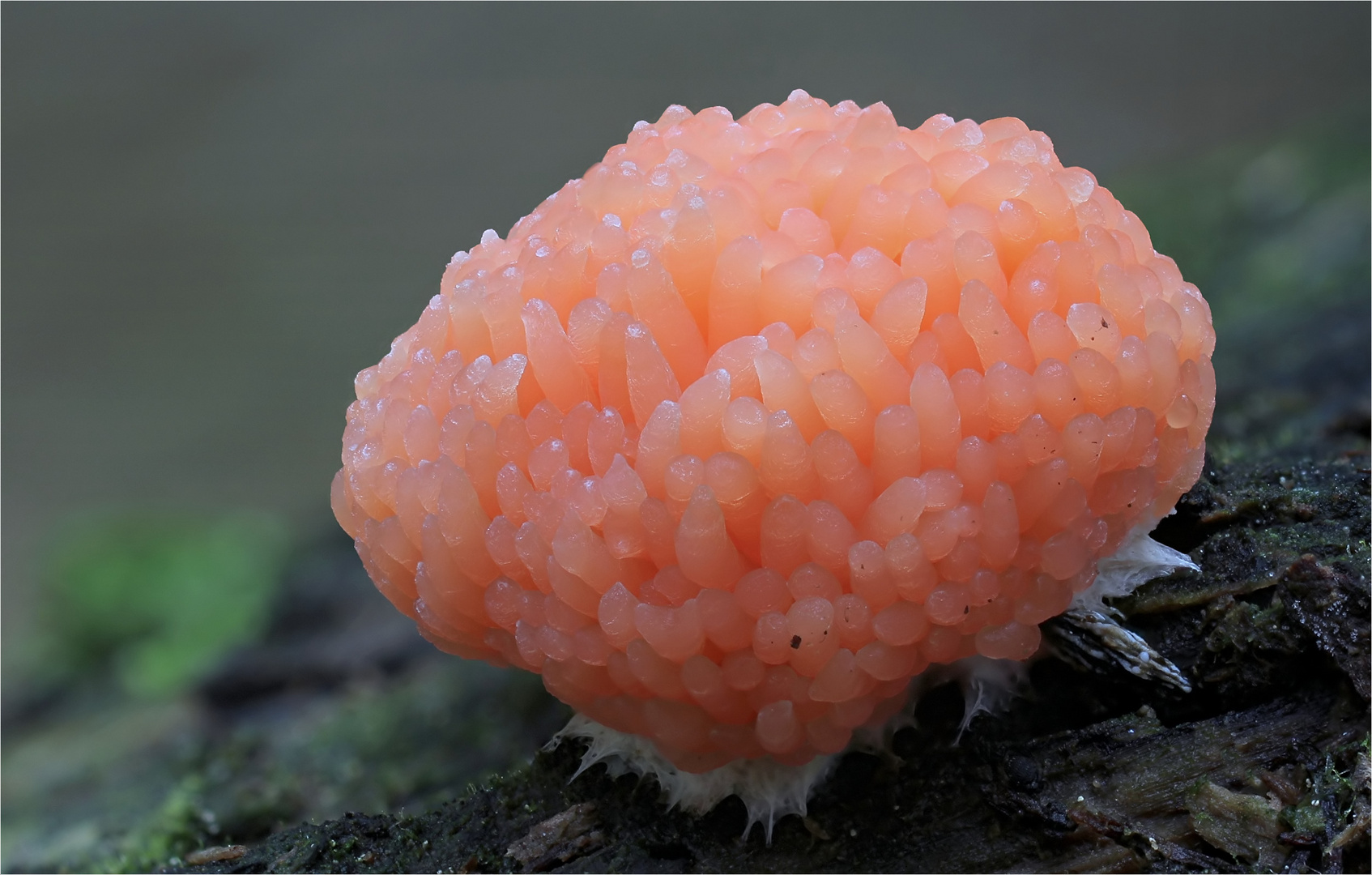 Stemonitis (photo by Barry Webb) : r/mycology