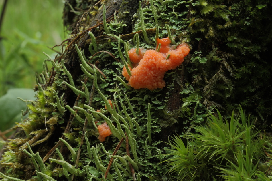 Tubifera ferruginosa Foto & Bild | pflanzen, pilze & flechten, pilze ...