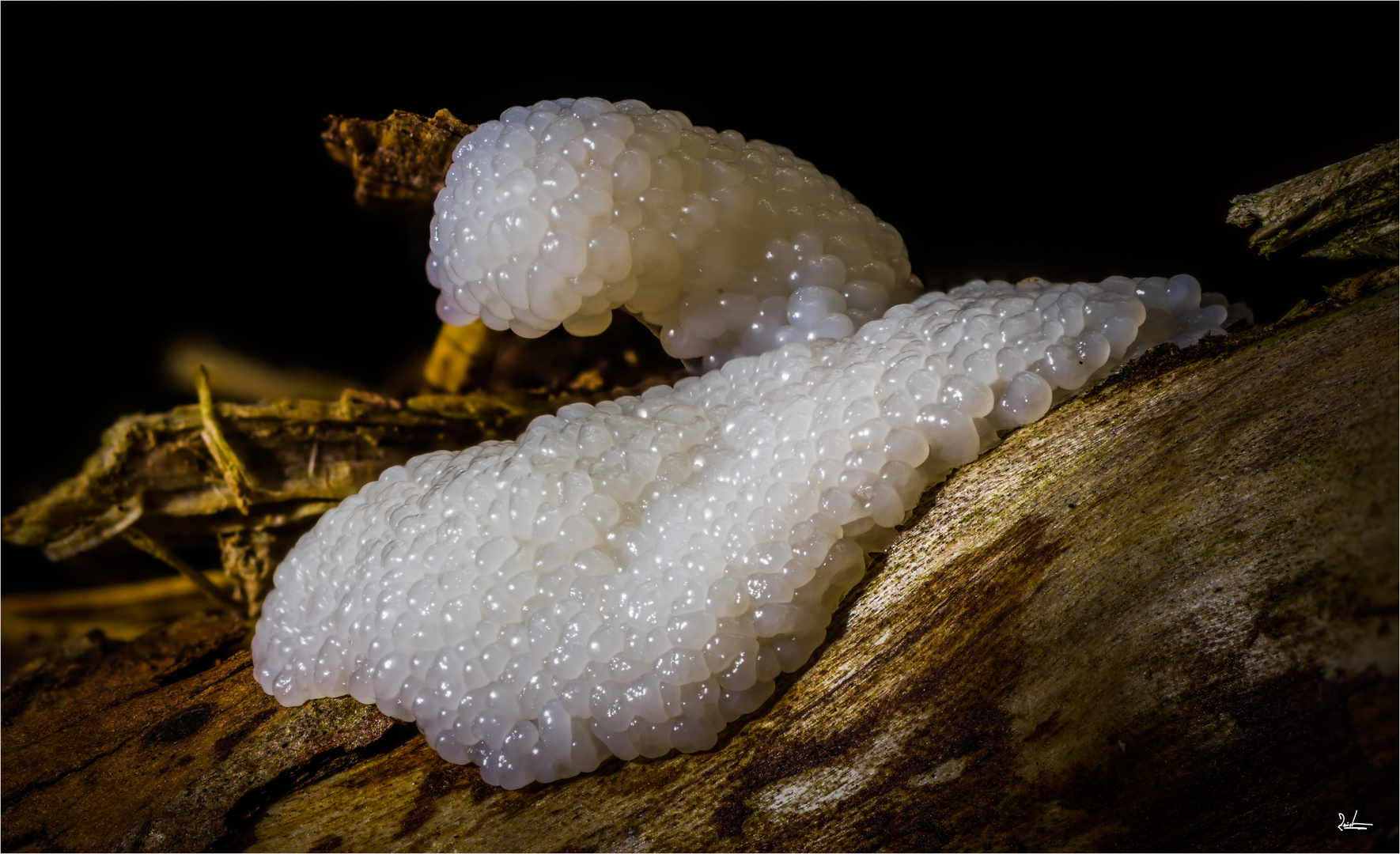 Tubifera ferruginosa Foto & Bild | wald, makro, pilze Bilder auf ...