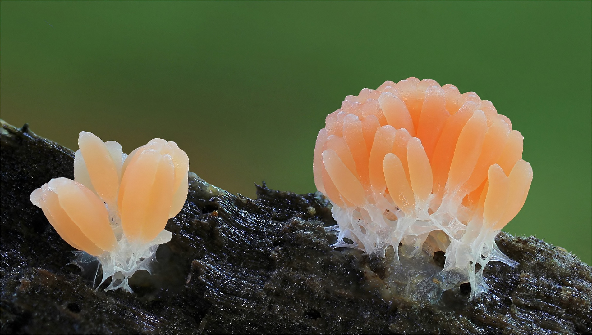 Tubifera ferruginosa Foto & Bild | pflanzen, pilze & flechten, pilze ...