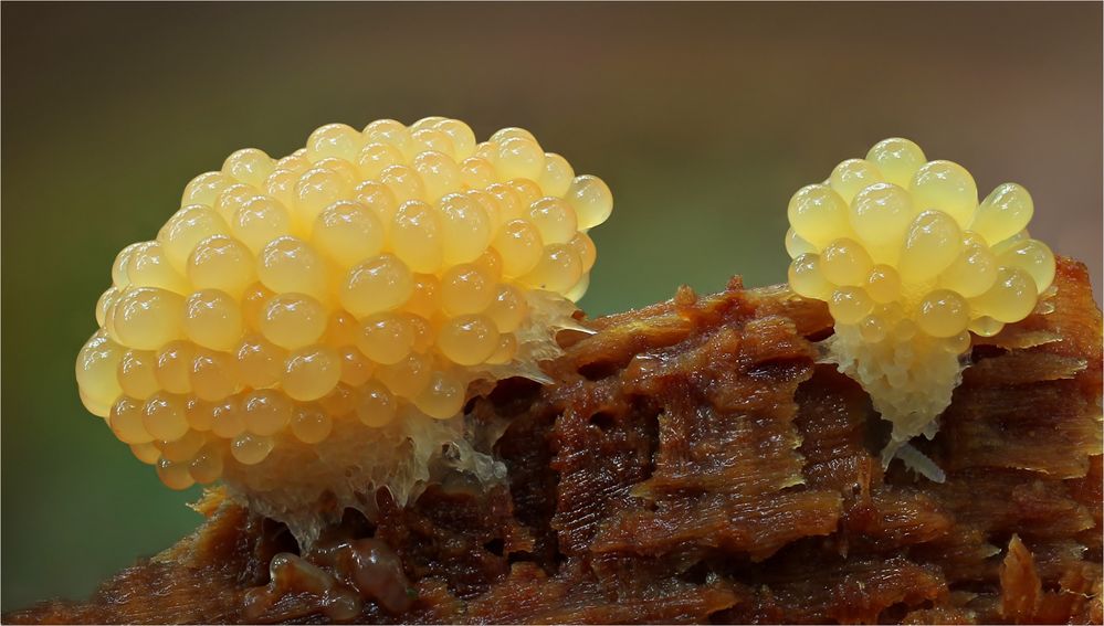 Tubifera ferruginosa Foto & Bild | pflanzen, pilze & flechten, pilze ...