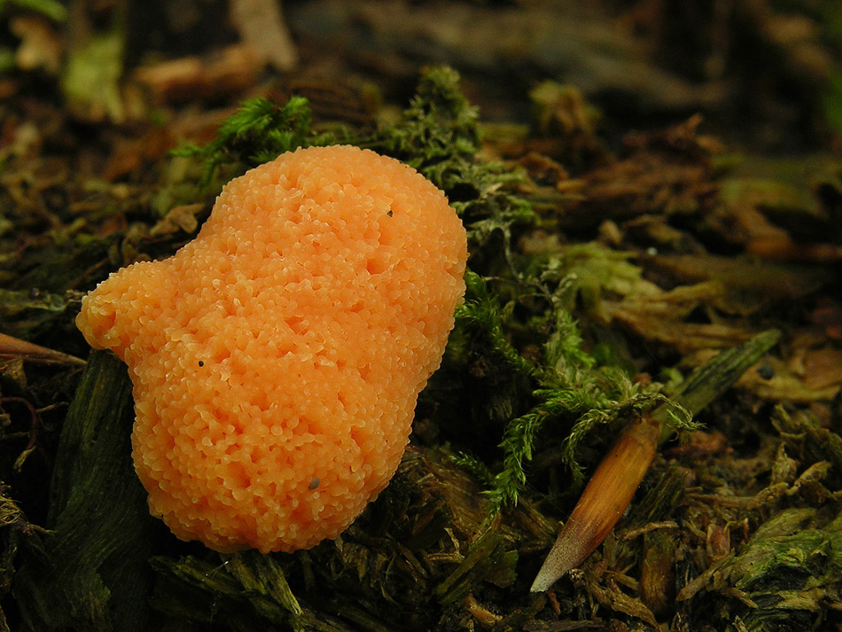 Tubifera ferruginosa Foto & Bild | pflanzen, pilze & flechten, pilze ...