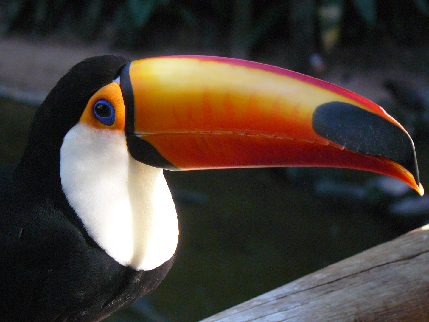 tucan Imagen & Foto | animales, aves, naturaleza Fotos de fotocommunity