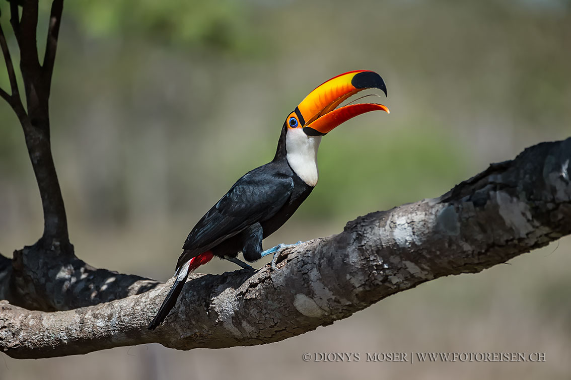 Tucan Foto & Bild | world, tiere, brasilien Bilder auf fotocommunity