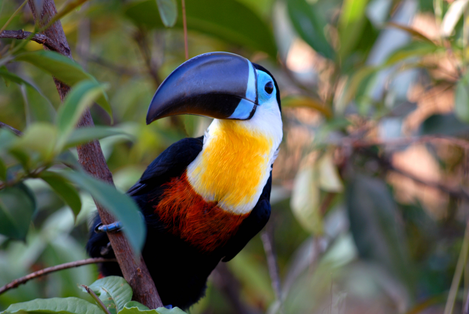Tucano Foto % Immagini| south america, venezuela, world Foto su ...