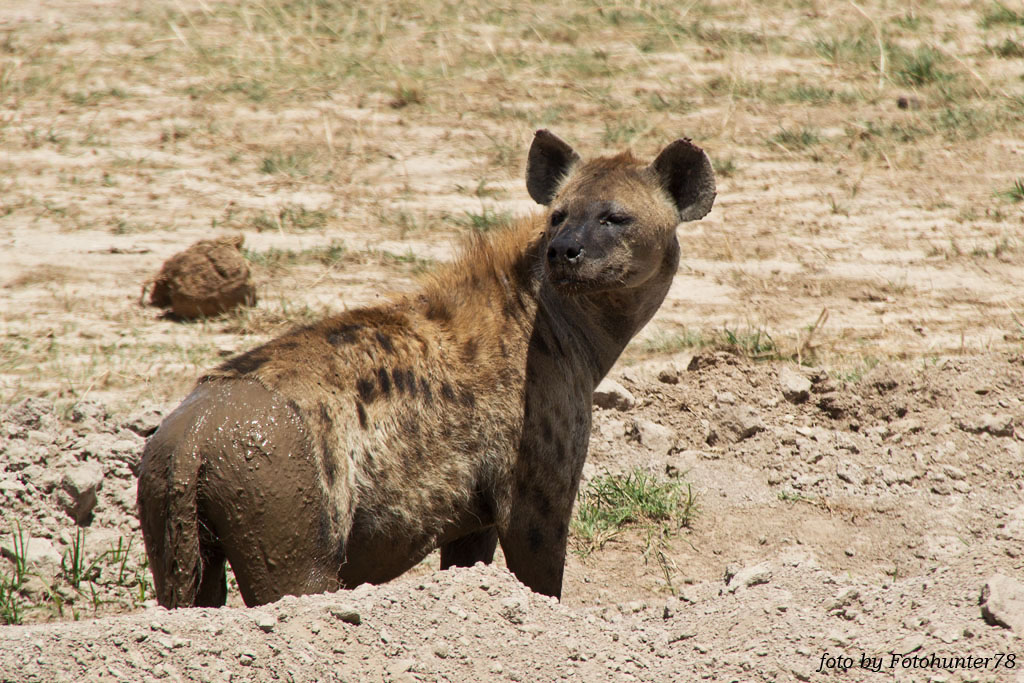 Tüpfel-Hyäne im Foto & Bild | tiere, wildlife, säugetiere Bilder auf ...