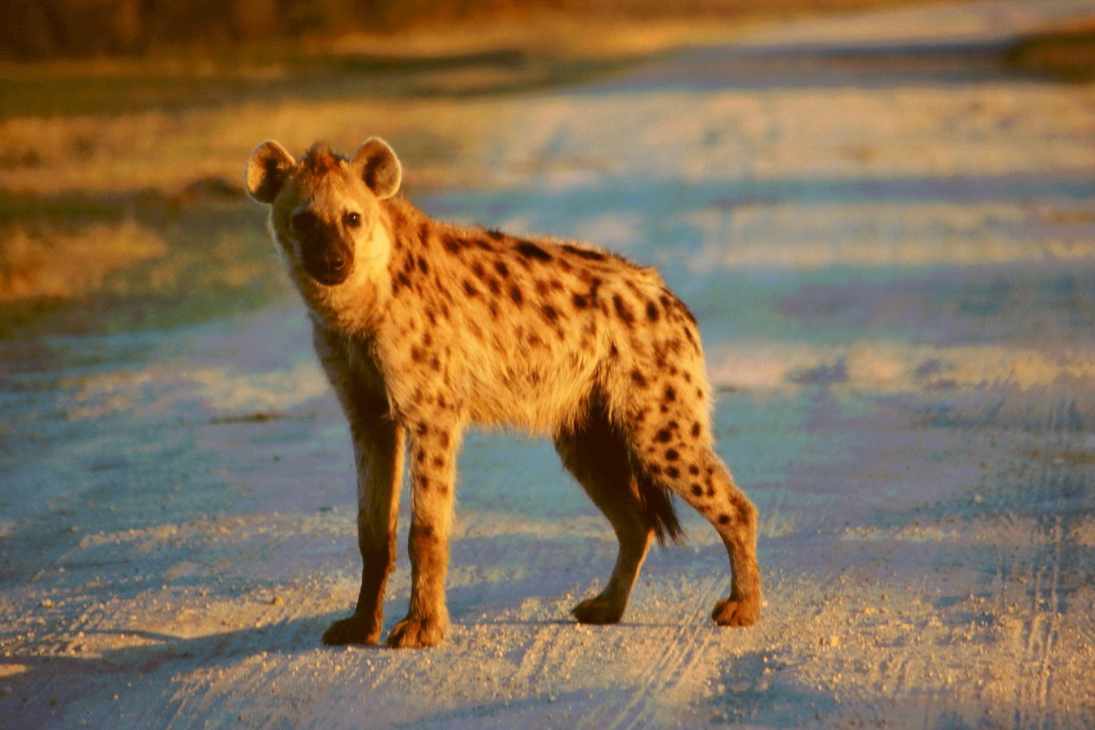Tüpfel Hyäne in der Morgensonne im Hwange Nationalpark in Simbabwe ...