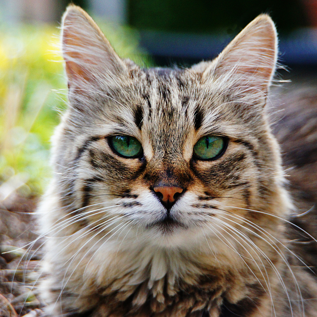 Türkisch Angora Foto & Bild | tiere, haustiere, katzen Bilder auf ...