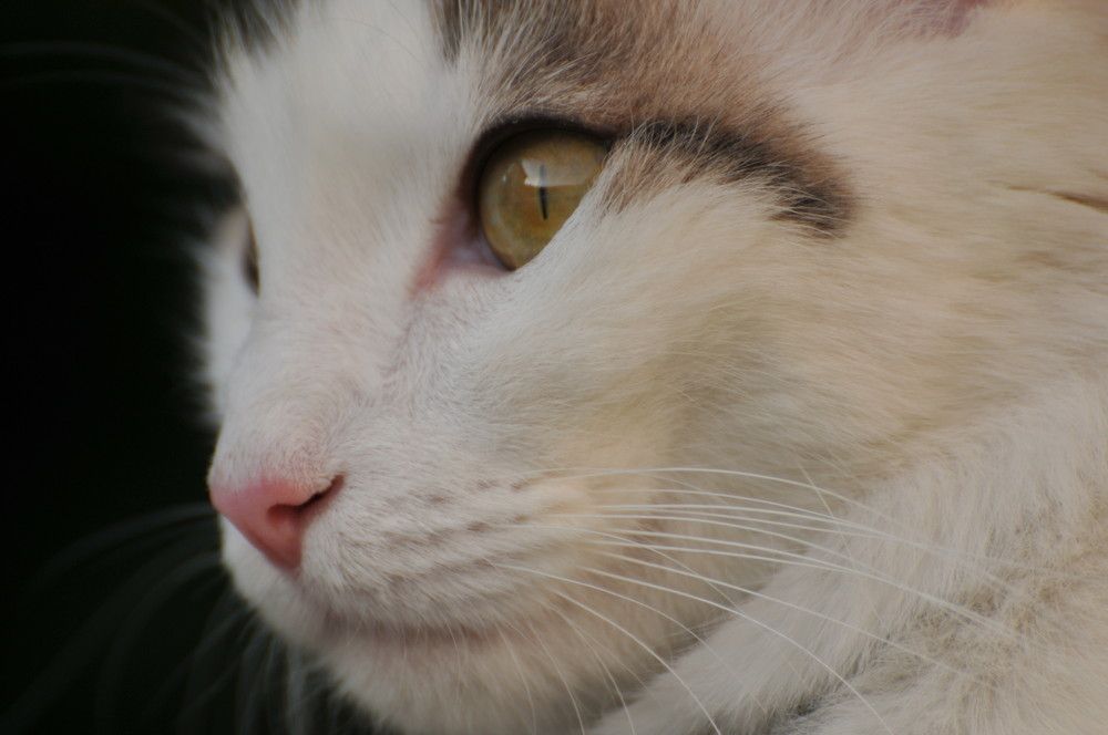 Türkisch Angora Katze "Augenblicke" Foto & Bild | tiere, haustiere ...