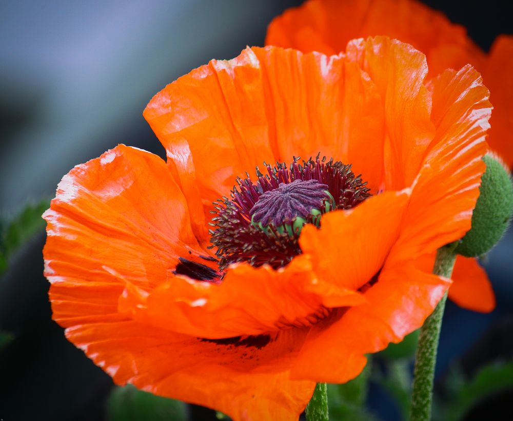 Türkischer Mohn... Foto & Bild | mai, orange, frühling Bilder auf ...