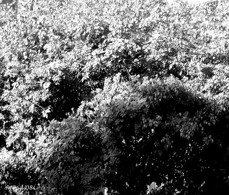 Tufts Foto % Immagini| plants, fungi & lichens, trees, nature Foto su ...