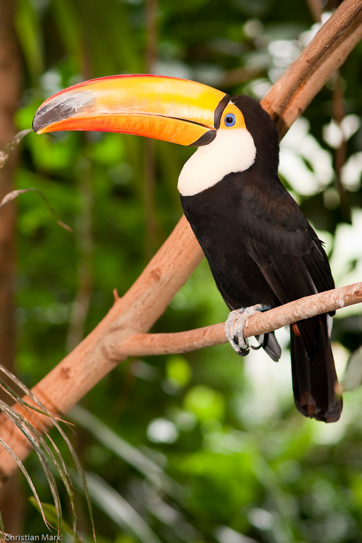 Tukan Foto & Bild | tiere, zoo, wildpark & falknerei, vögel Bilder auf ...