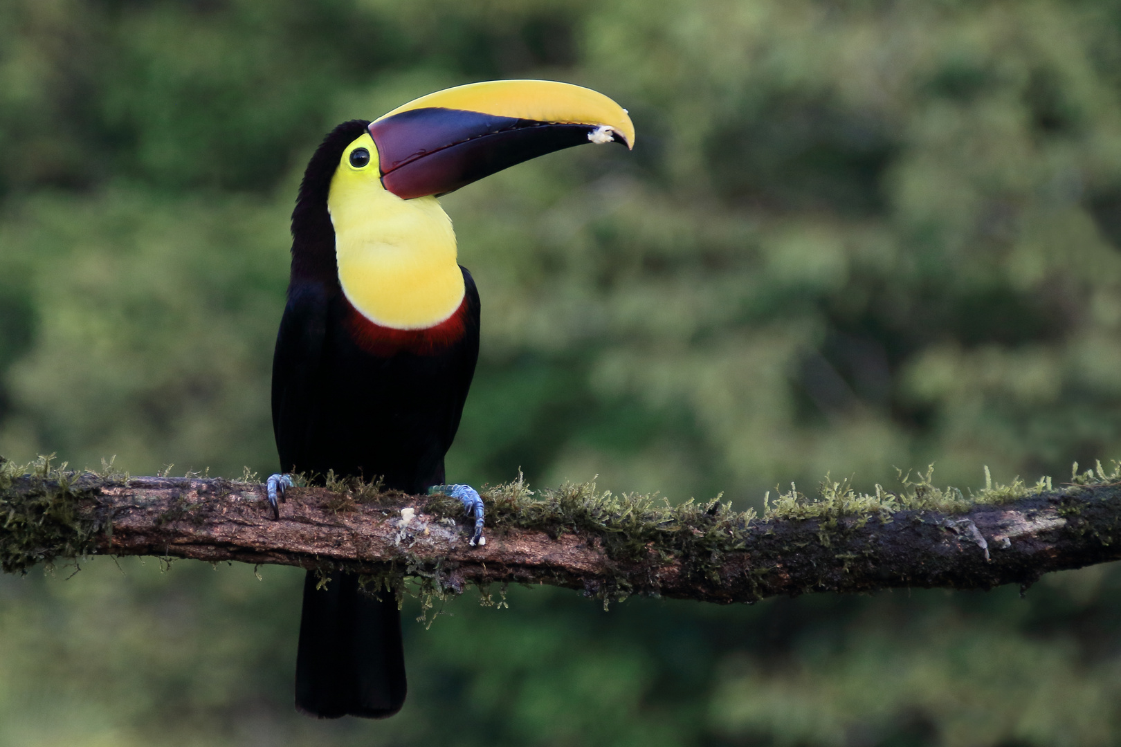 Tukan (10/10) Foto & Bild | world, natur, tiere Bilder auf fotocommunity