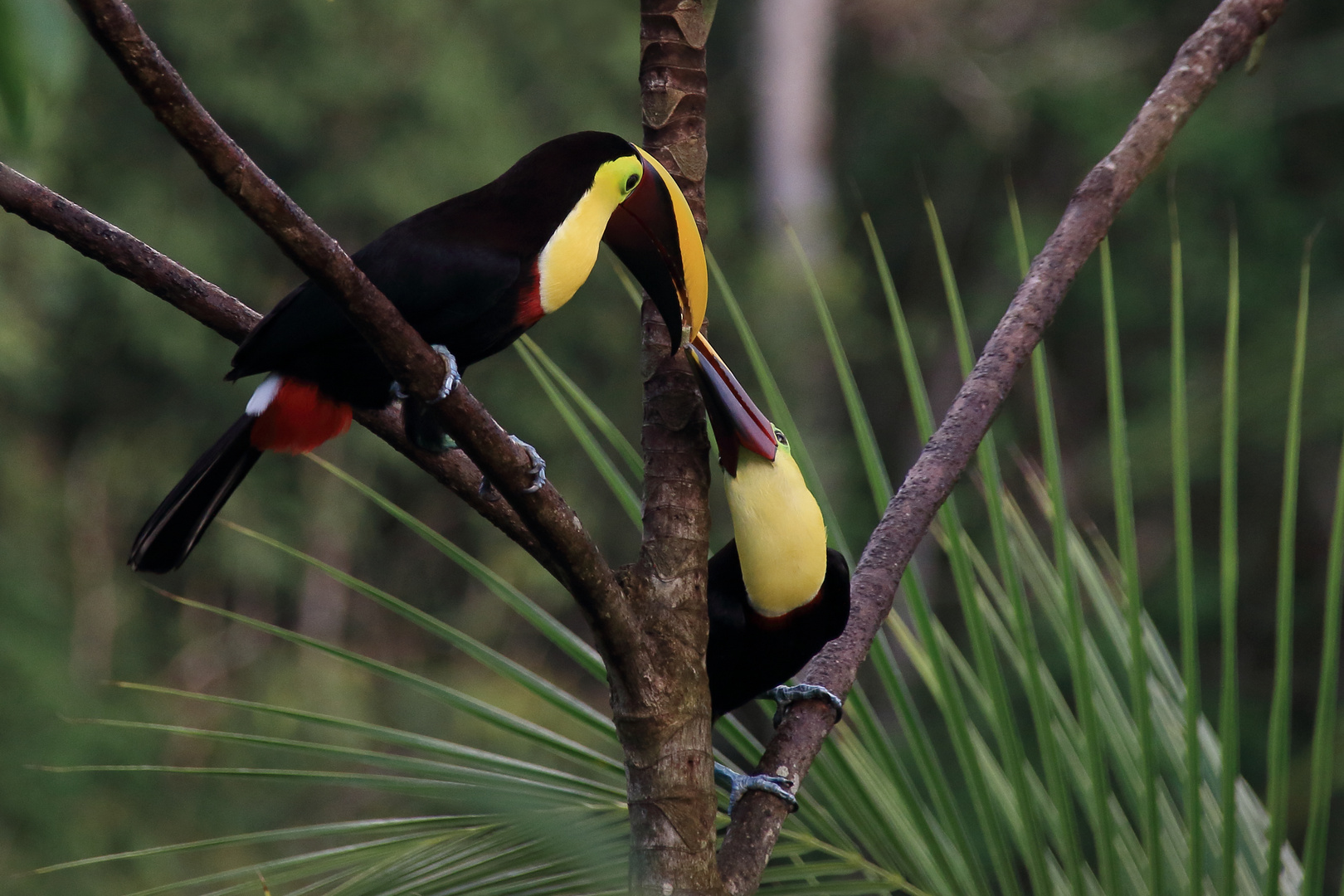 Tukan (2/10) Foto & Bild | world, natur, tiere Bilder auf fotocommunity