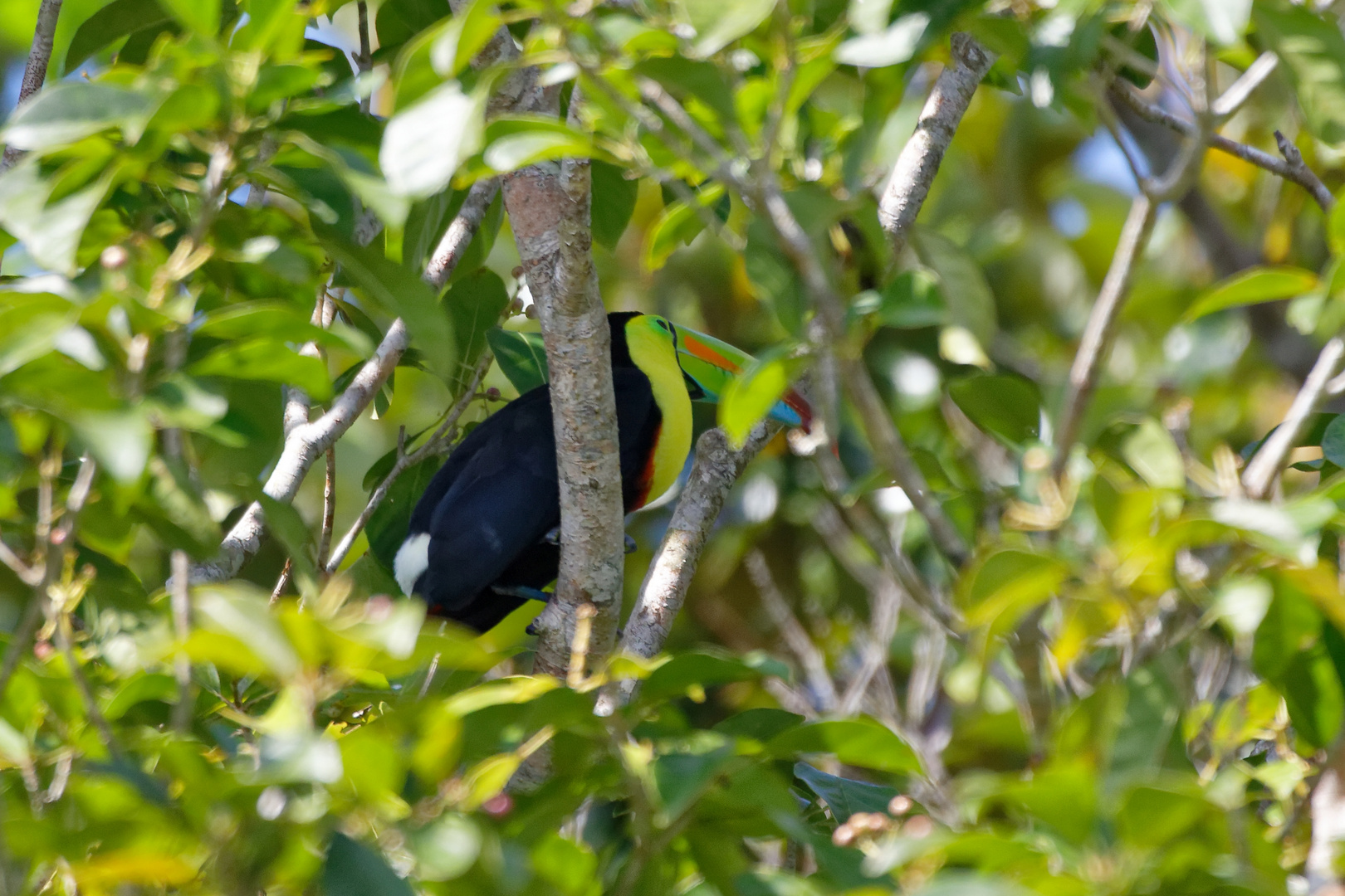 Tukan Foto & Bild | north america, central america, tiere Bilder auf ...