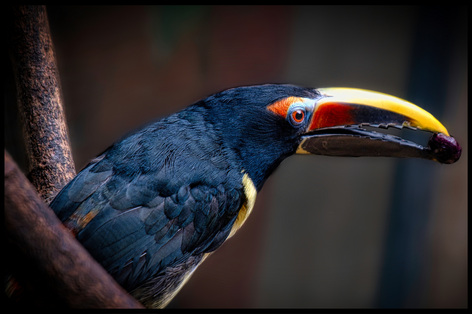 "Tukan" Foto & Bild | tiere, zoo, wildpark & falknerei, vögel Bilder ...