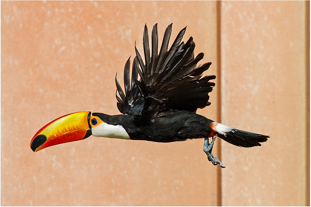 Tukan Foto & Bild | tiere, zoo, wildpark & falknerei, vögel Bilder auf ...