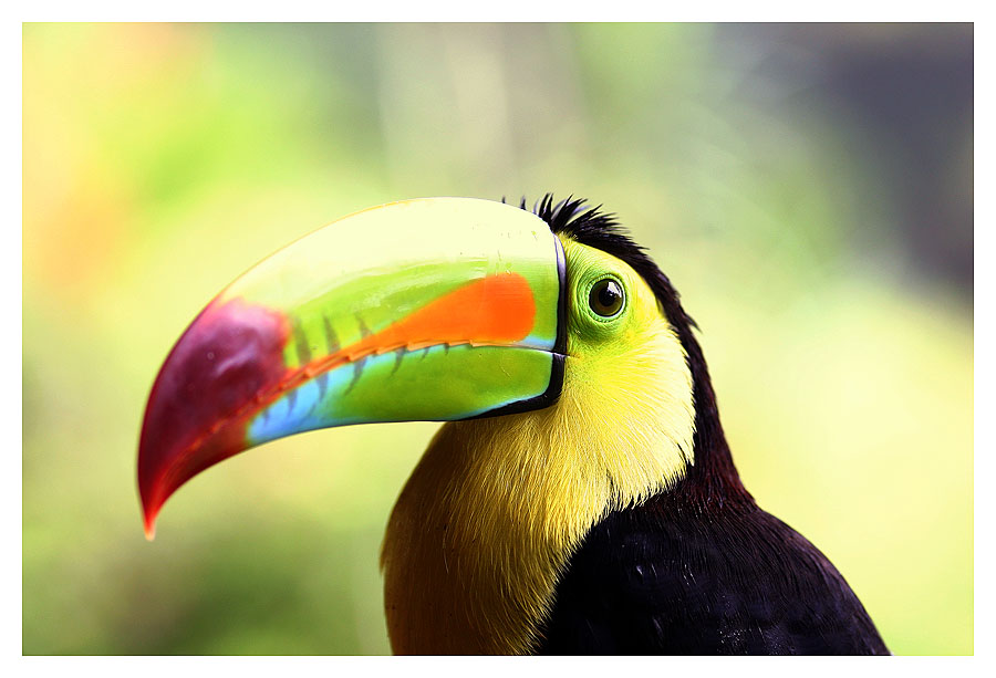 Burung Tukan - Perumperindo.co.id
