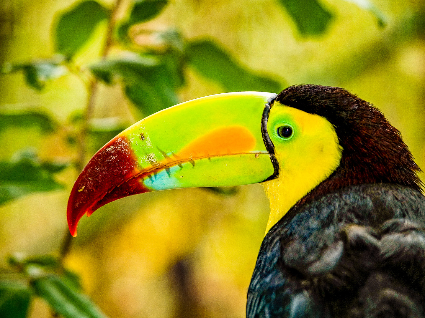 Tukan Foto & Bild | world, natur, tiere Bilder auf fotocommunity