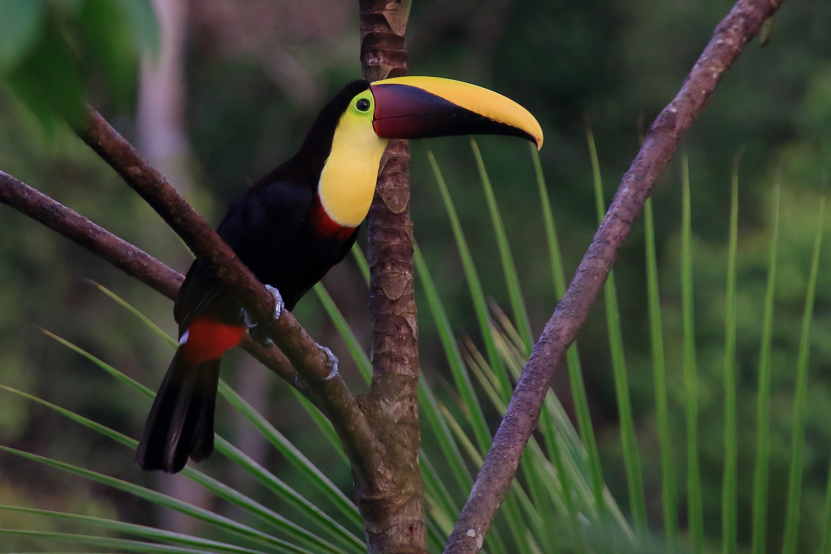 Tukan (5/10) Foto & Bild | world, natur, tiere Bilder auf fotocommunity