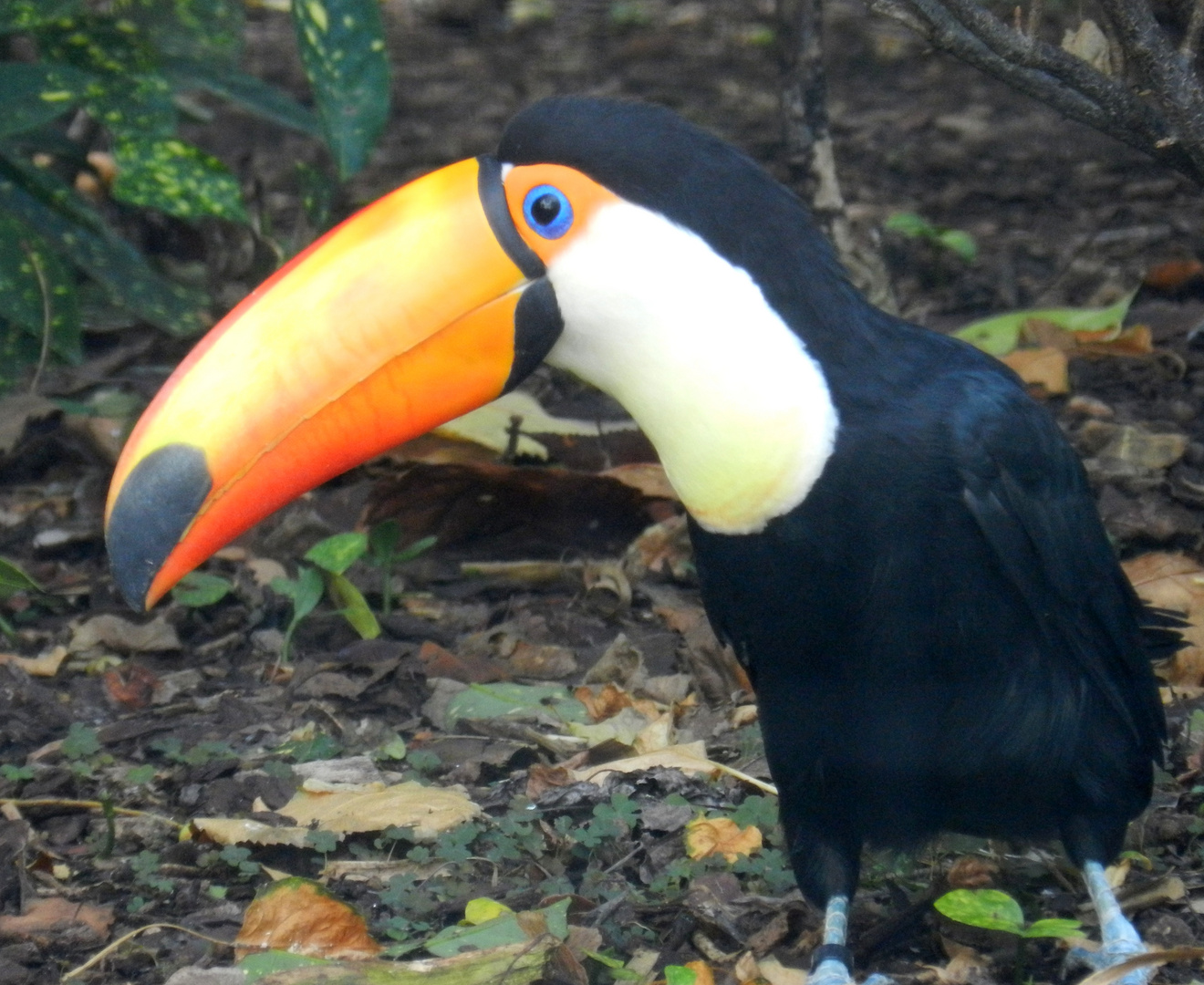 Tukan Foto & Bild | tiere, natur Bilder auf fotocommunity