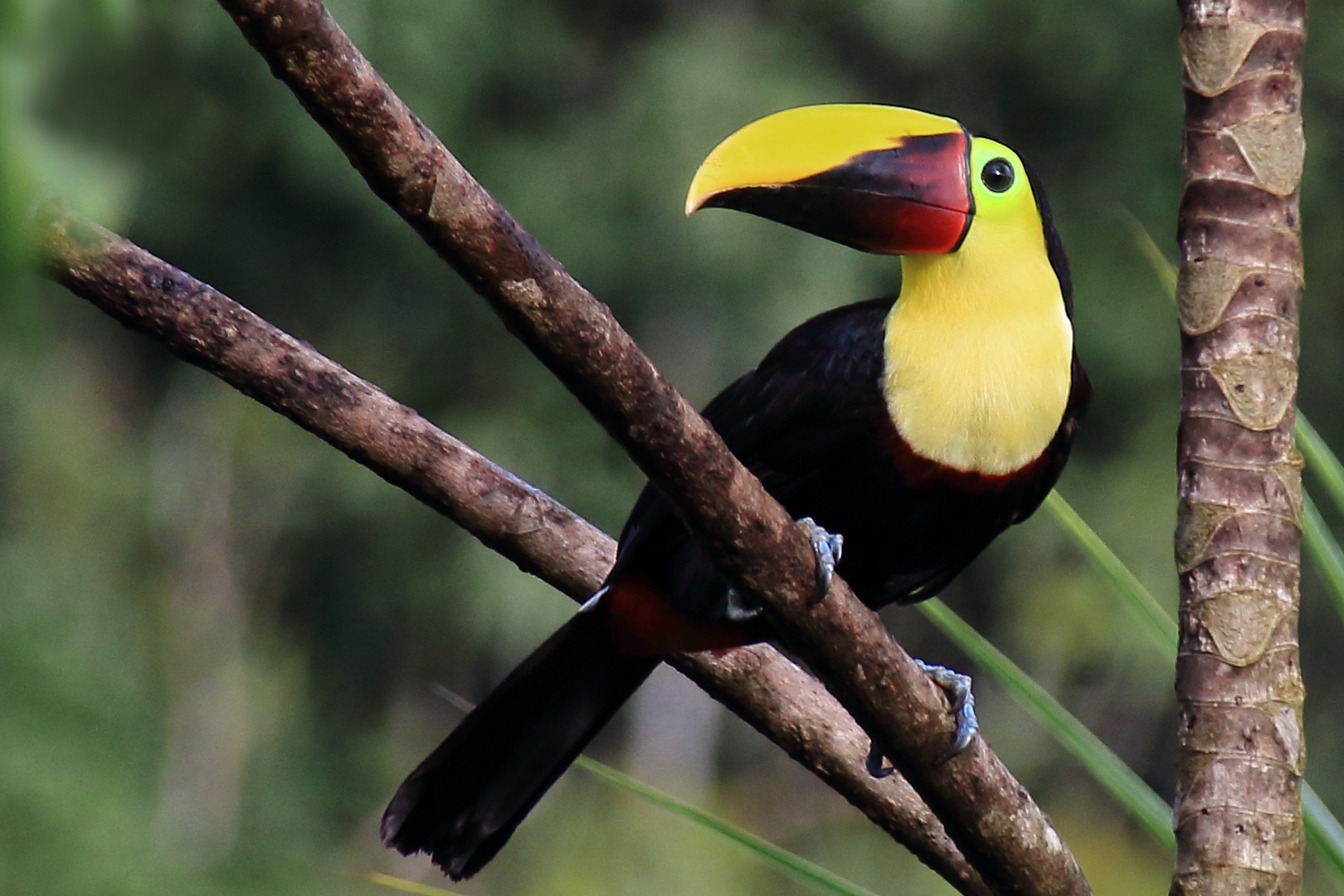 Tukan (7/10) Foto & Bild | world, natur, tiere Bilder auf fotocommunity