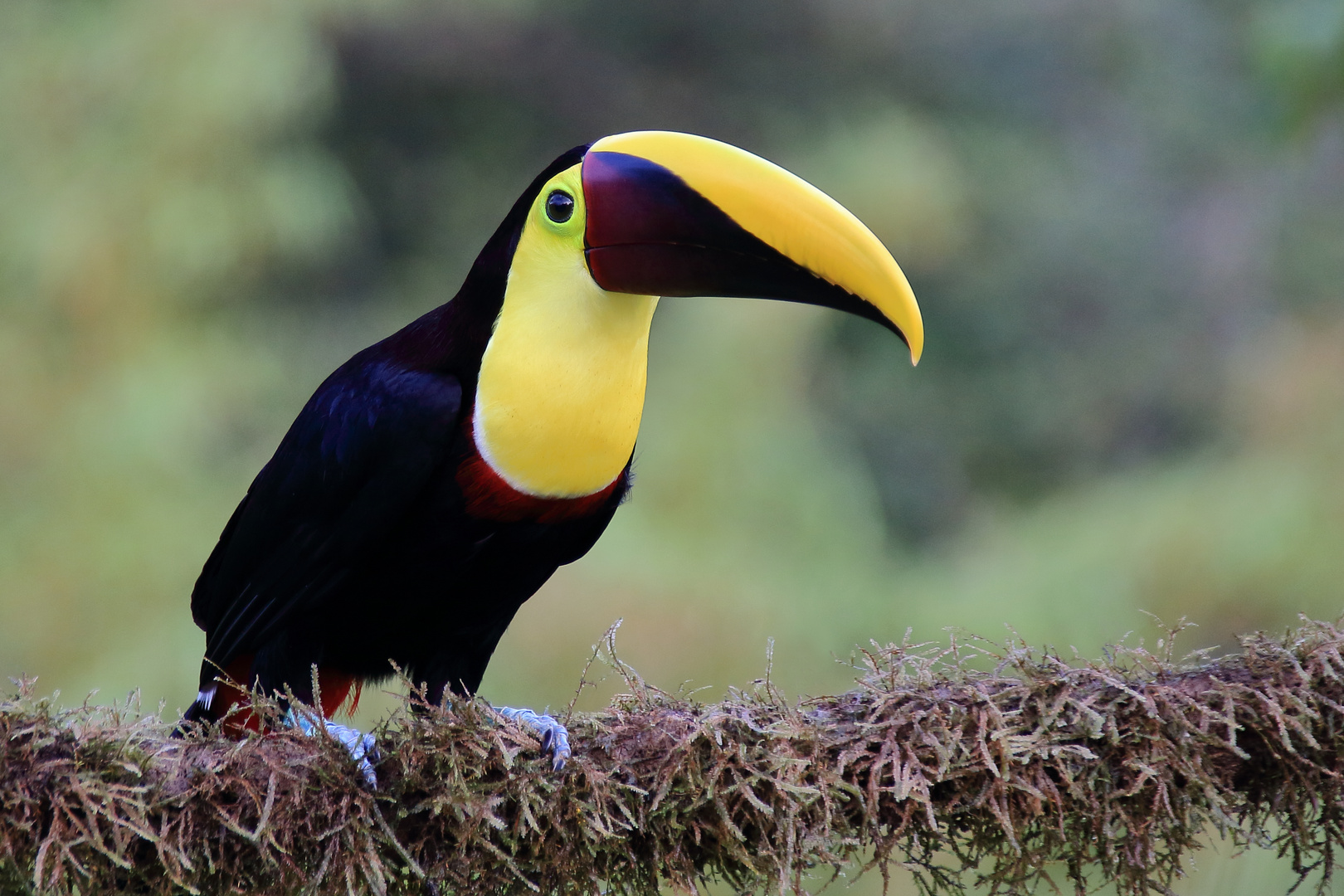 Tukan (8/10) Foto & Bild | world, natur, tiere Bilder auf fotocommunity