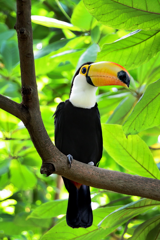 Tukan Foto & Bild | tiere, zoo, wildpark & falknerei, vögel Bilder auf ...