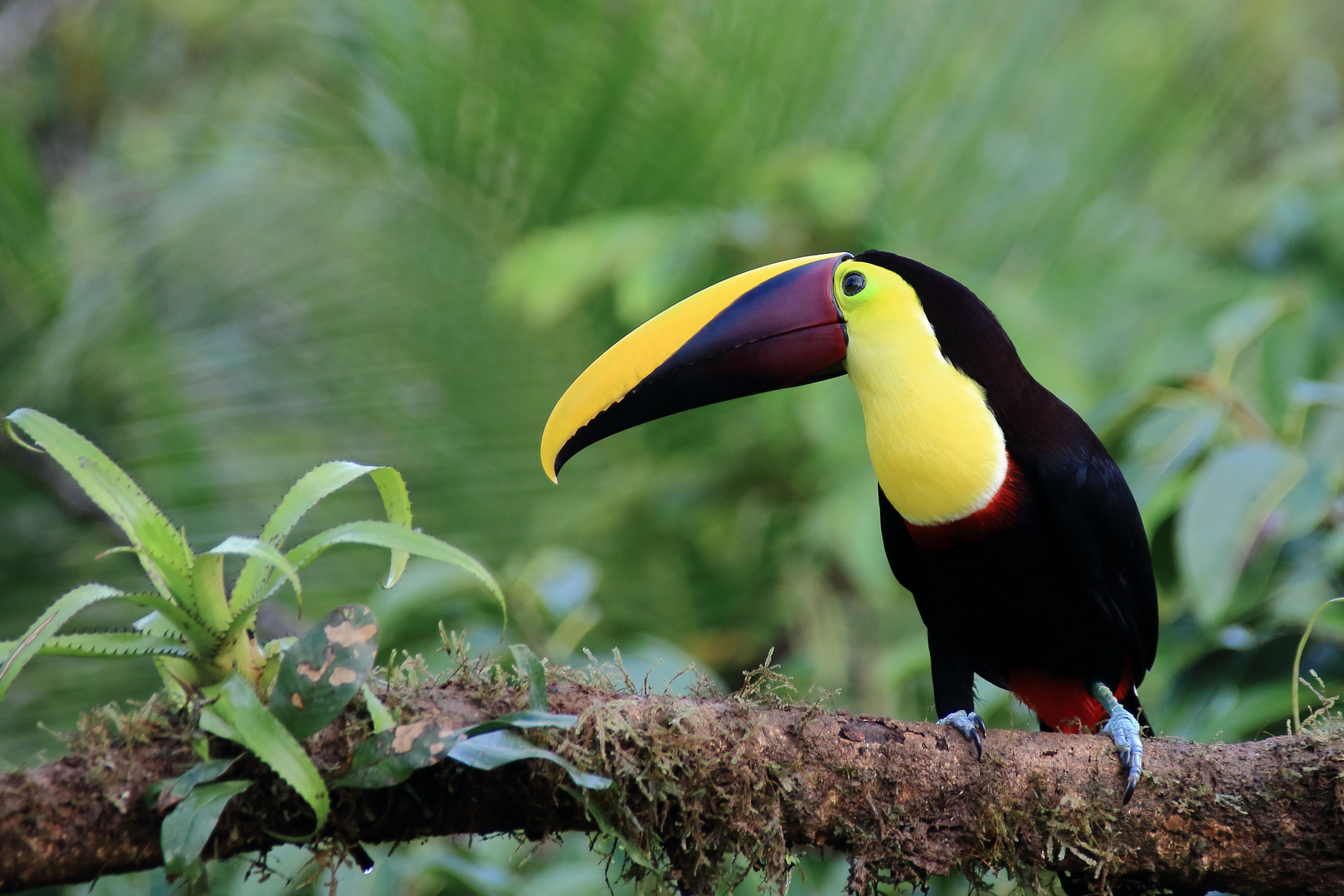 Tukan (9/10) Foto & Bild | north america, central america, tiere Bilder ...