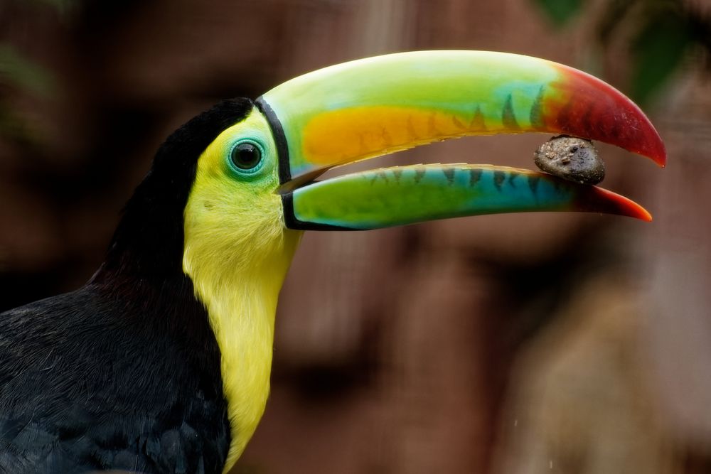 Tukan Foto & Bild | tiere, zoo, wildpark & falknerei, vögel Bilder auf ...