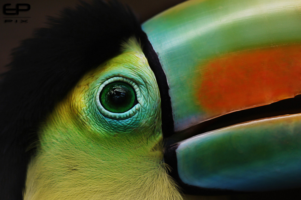 Tukan Foto & Bild | tiere, zoo, wildpark & falknerei, vögel Bilder auf ...