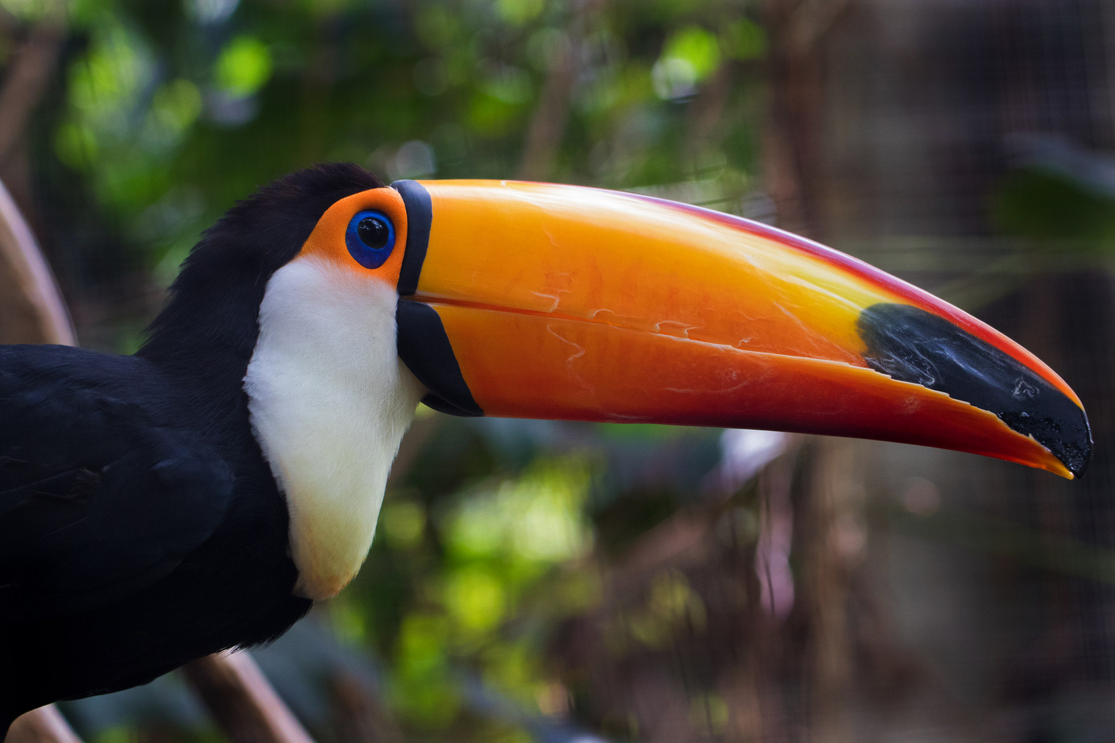 Tukan Foto & Bild | tiere, wildlife, wild lebende vögel Bilder auf ...