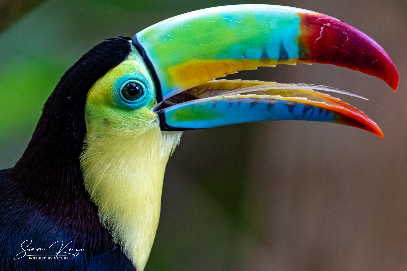 Tukan Foto & Bild | tiere, zoo, wildpark & falknerei, vögel Bilder auf ...