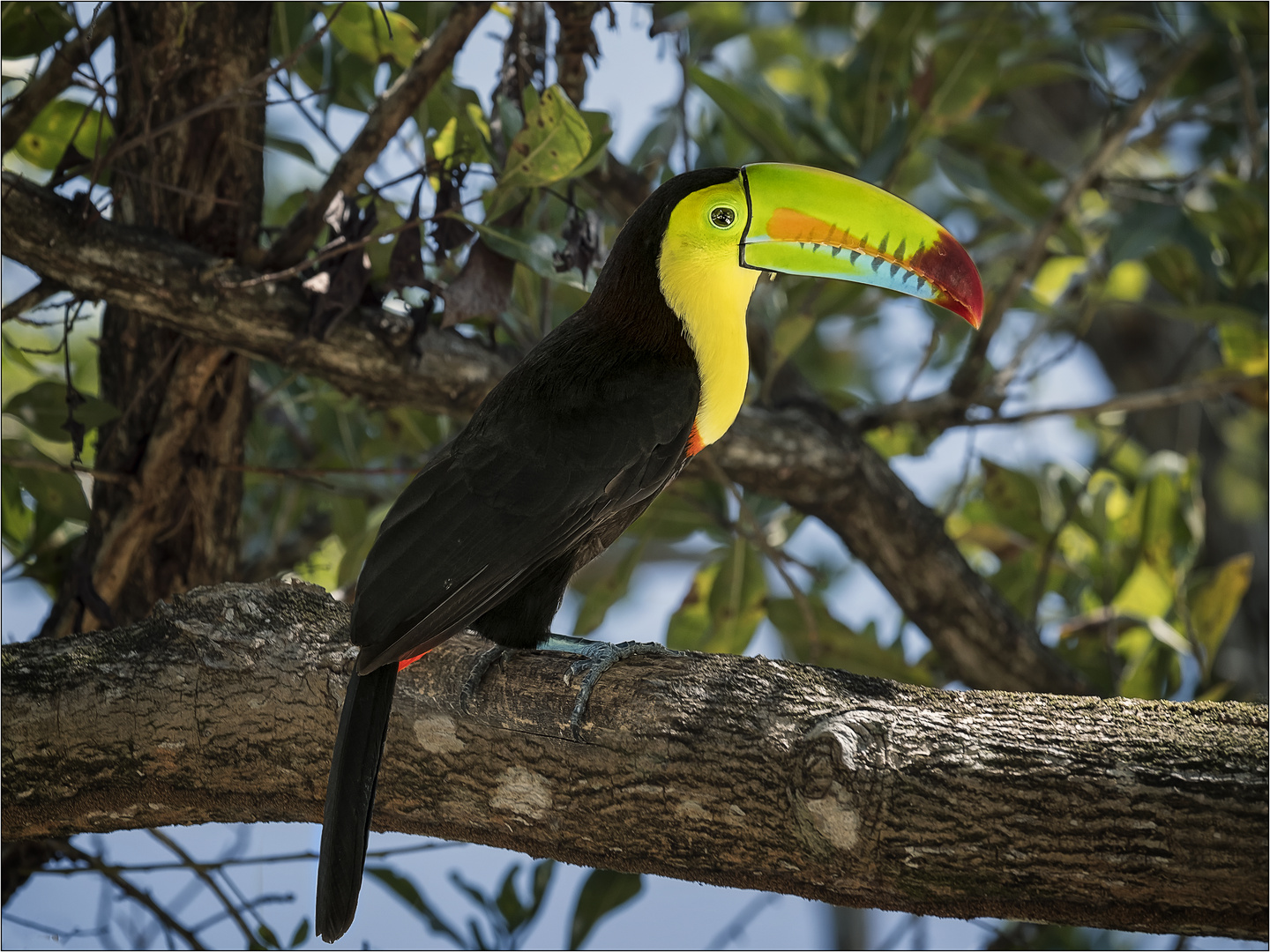Tukan Foto & Bild | tiere, wildlife, wild lebende vögel Bilder auf ...