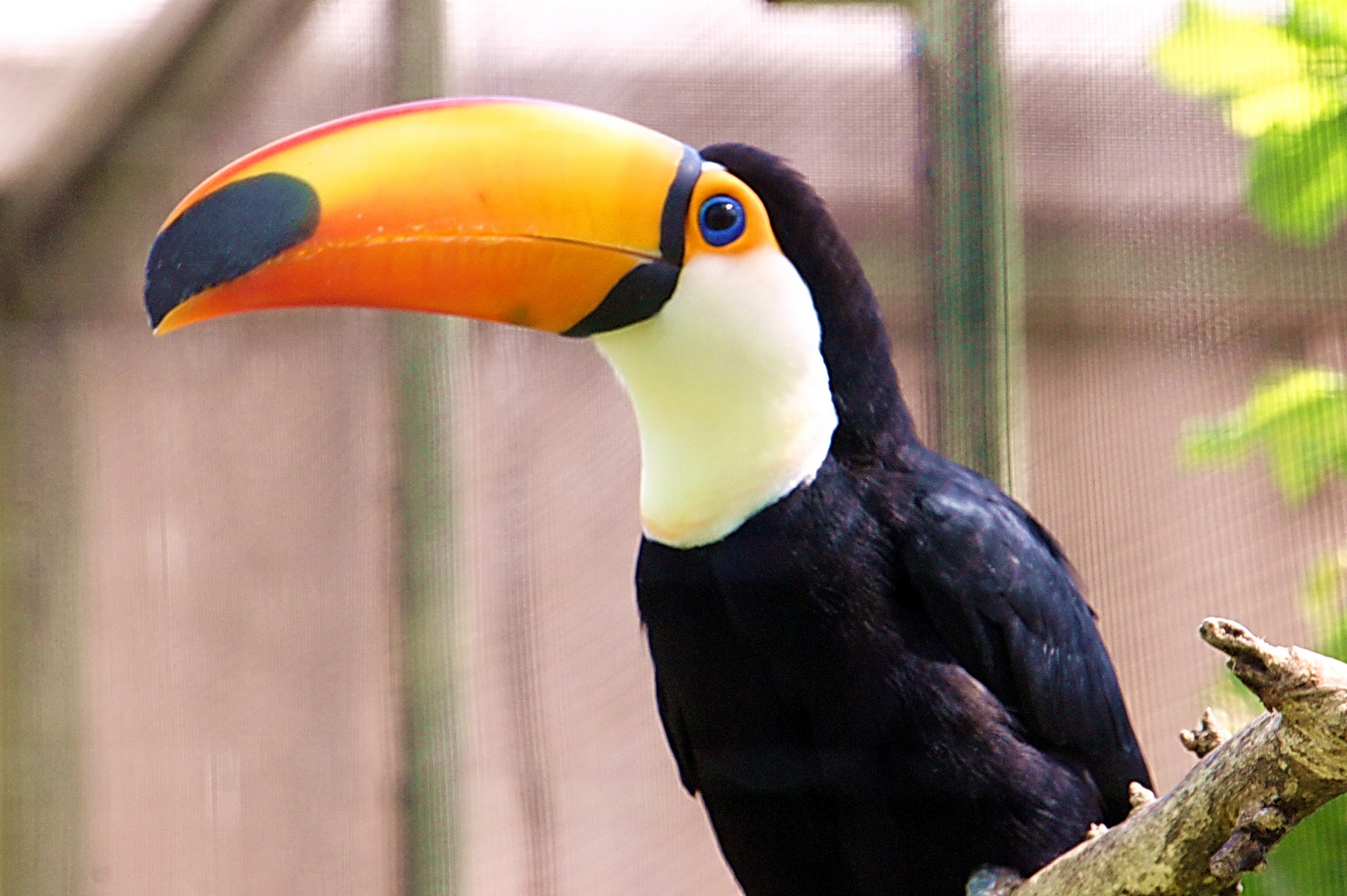 Tukan im Kölner Zoo Foto & Bild | tiere, natur Bilder auf fotocommunity