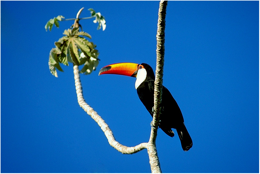 Tukan im Pantanal Foto & Bild | south america, brazil, südamerika ...