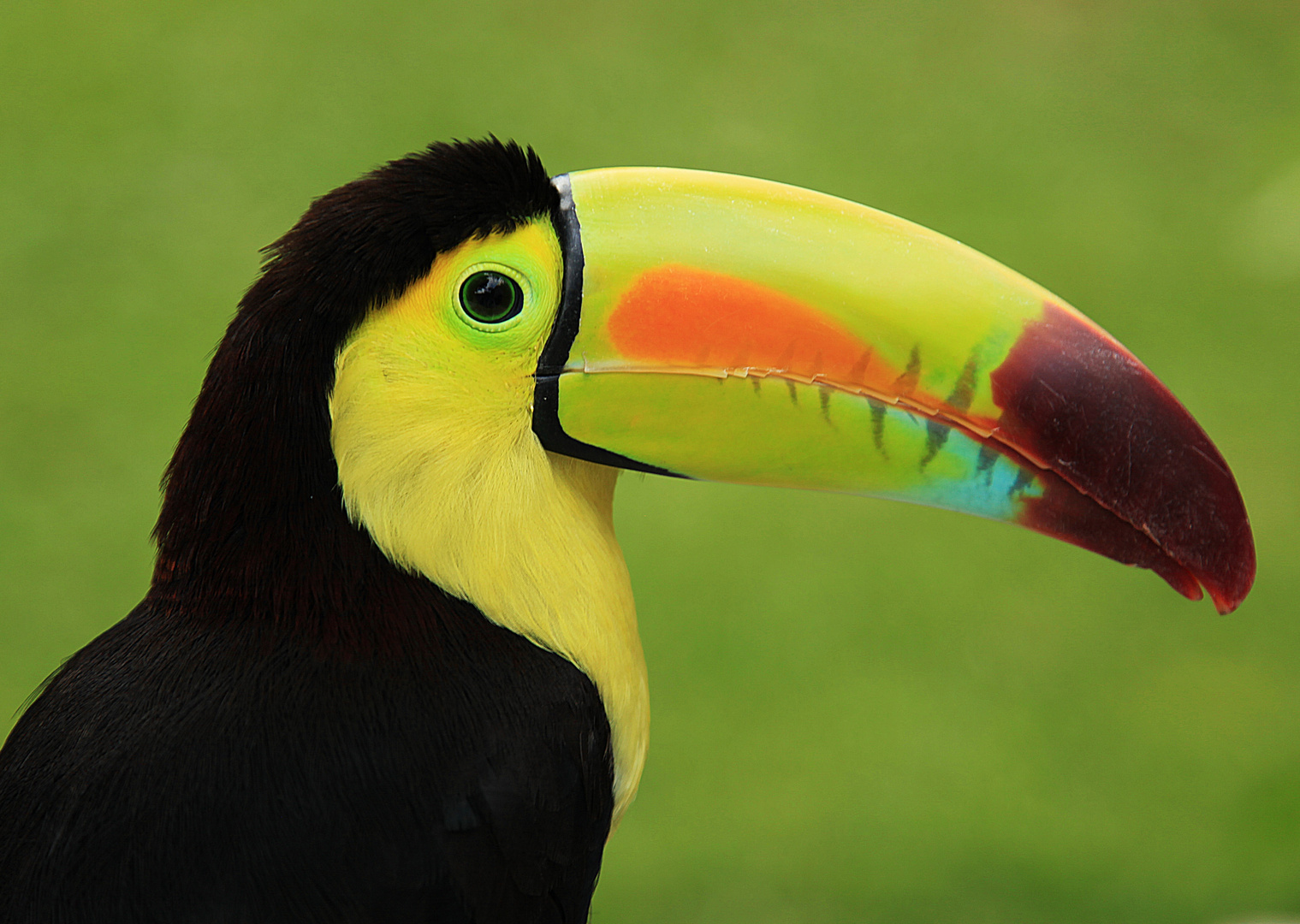 Tukan in Chiapas Mexico Foto & Bild | animals, wildlife, birds Bilder ...