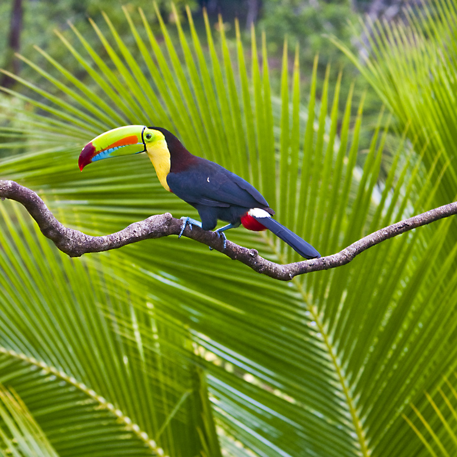 Tukan in Fotopose Foto & Bild | tiere, wildlife, wild lebende vögel ...