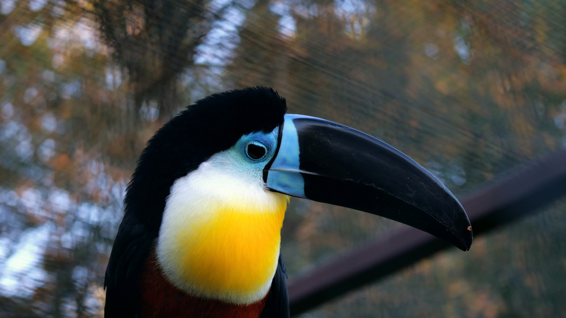 Tukan yellow Foto & Bild | tiere, zoo, wildpark & falknerei, vögel ...