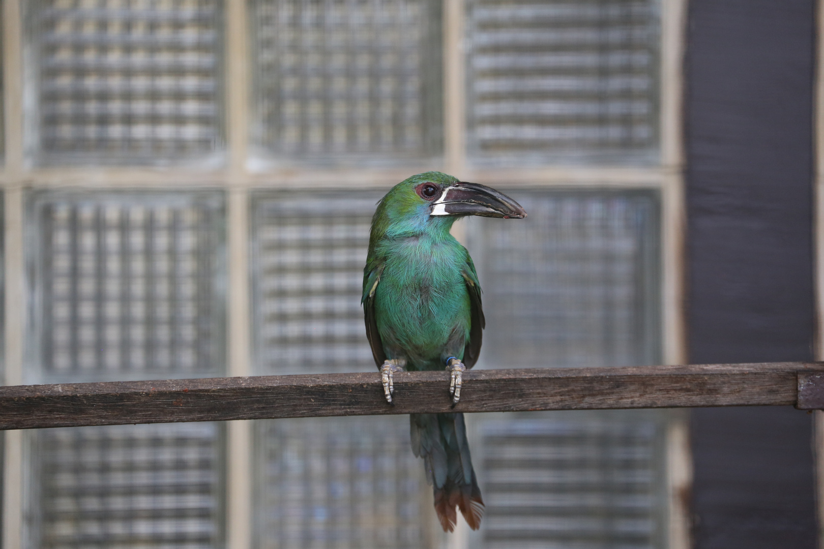 Tukane in miniformat... Foto & Bild | tiere, zoo, wildpark & falknerei ...