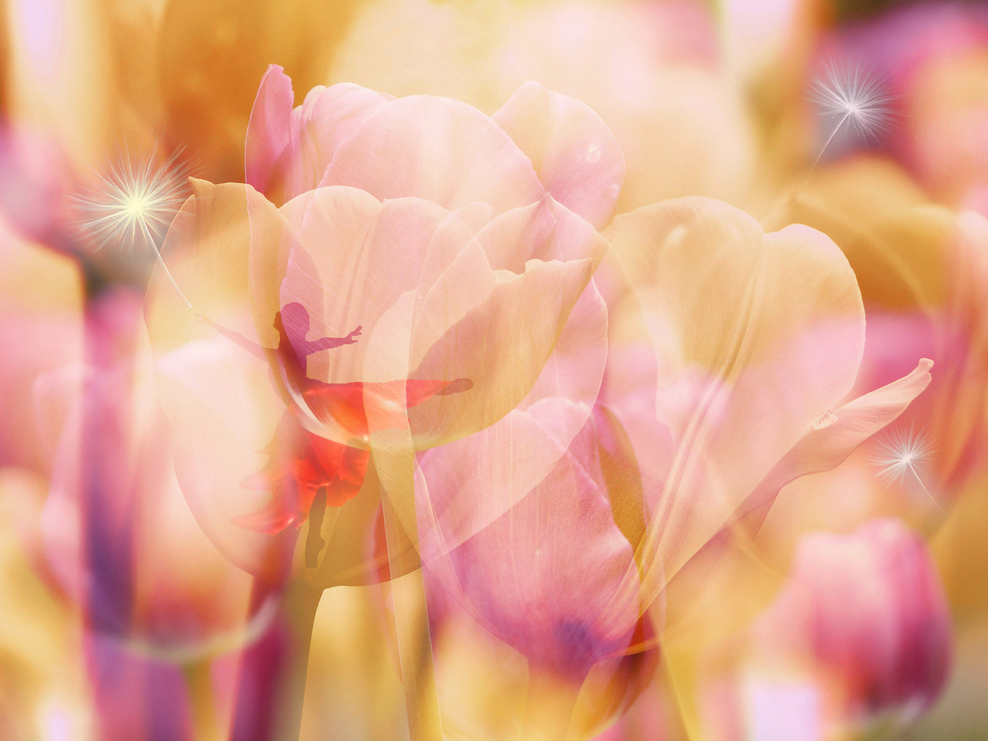 Tulip dancer Foto & Bild | pflanzen, pilze & flechten, blüten ...