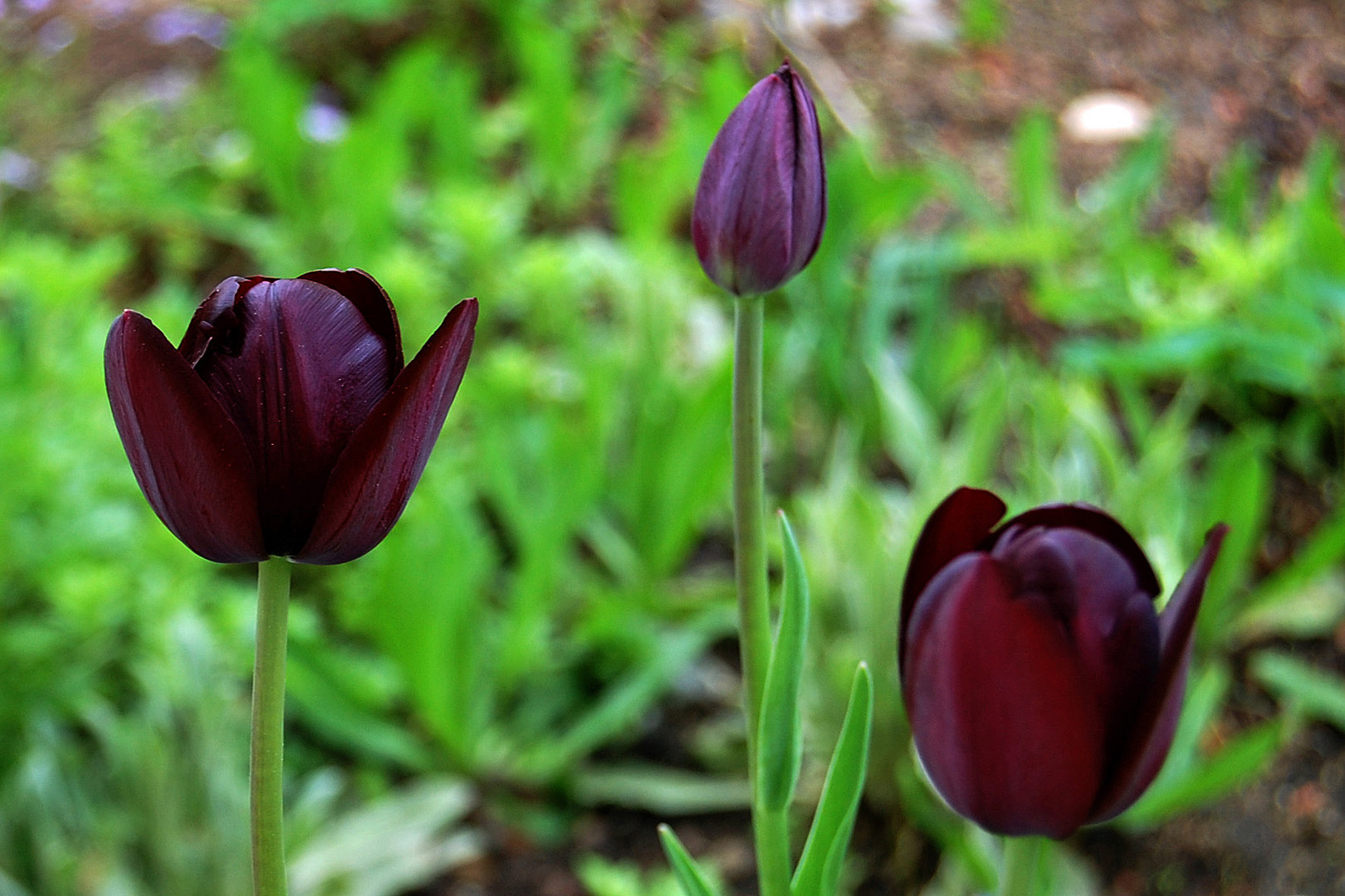 Tulip noire Foto & Bild | pflanzen, pilze & flechten, blüten ...