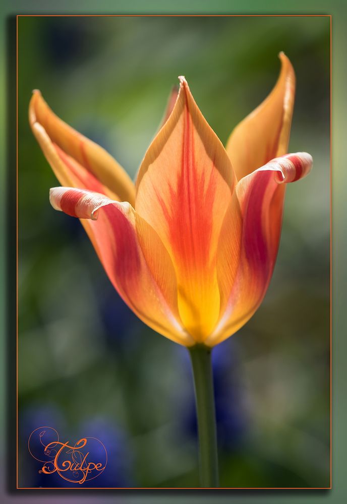 Tulipa Foto & Bild | spezial, tulpen, frühling Bilder auf fotocommunity