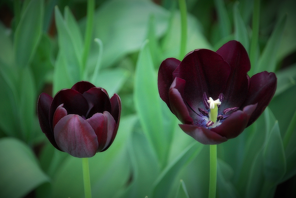 Tulipa Negra - Imagen & Foto de Paulo Ramalho de Concurso Paisajes de Primavera - Fotografia ...