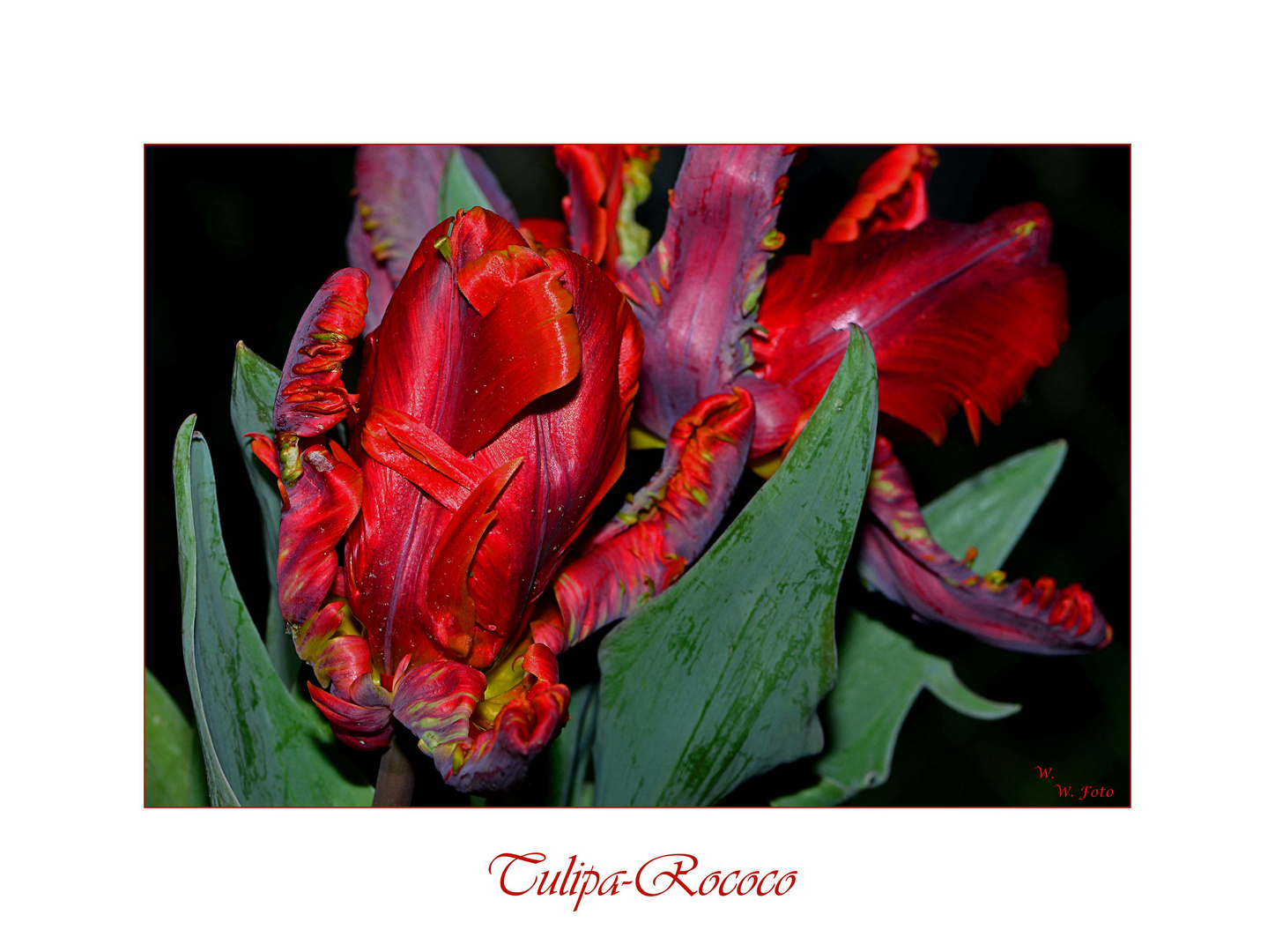 Tulipa-Rococo Foto & Bild | pflanzen, pilze & flechten, blüten ...